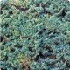Junk Your Junipers - Wildfire Partners